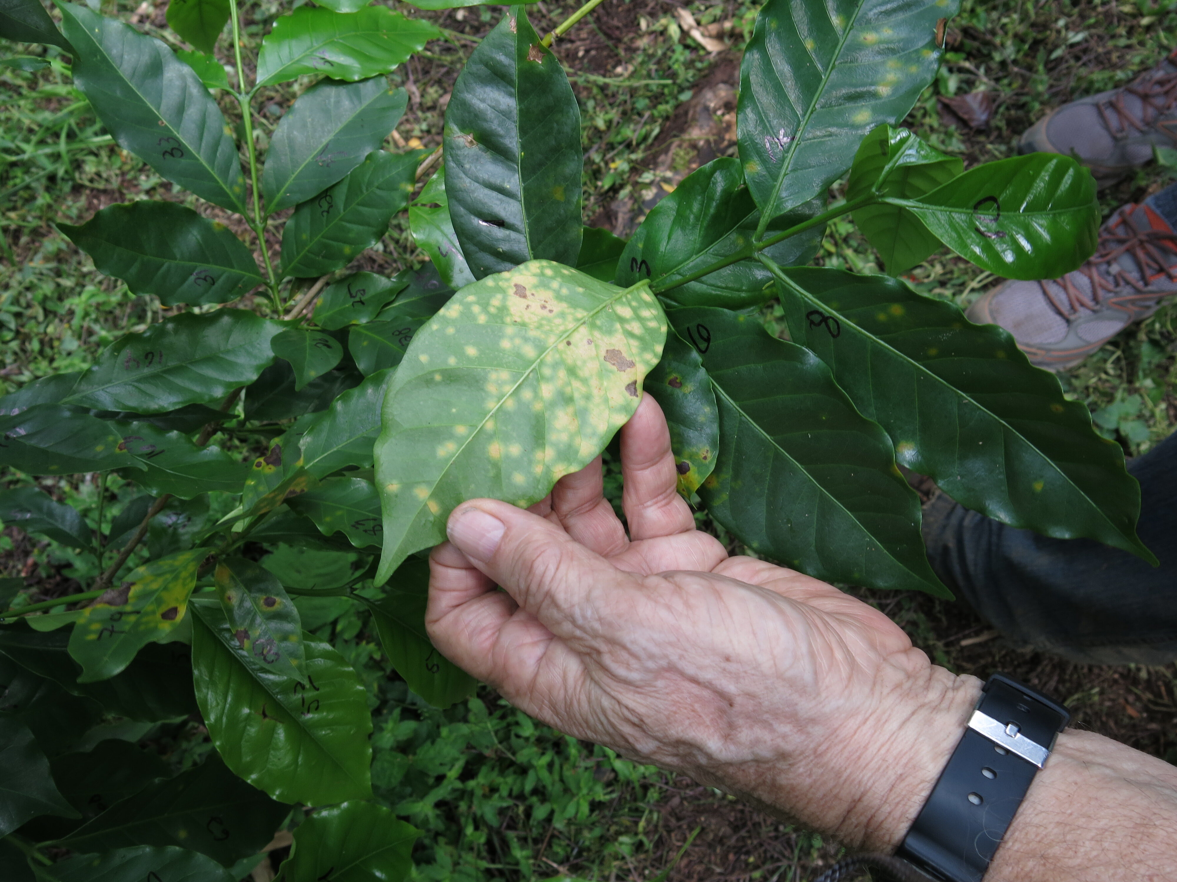 coffee-rust | Español